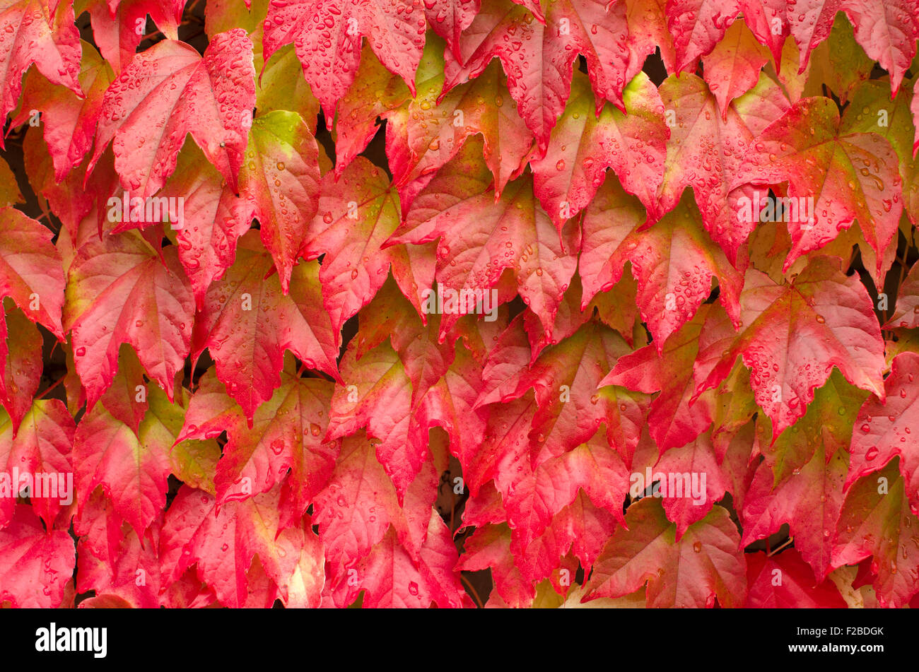 Red autumn leaves Stock Photo - Alamy