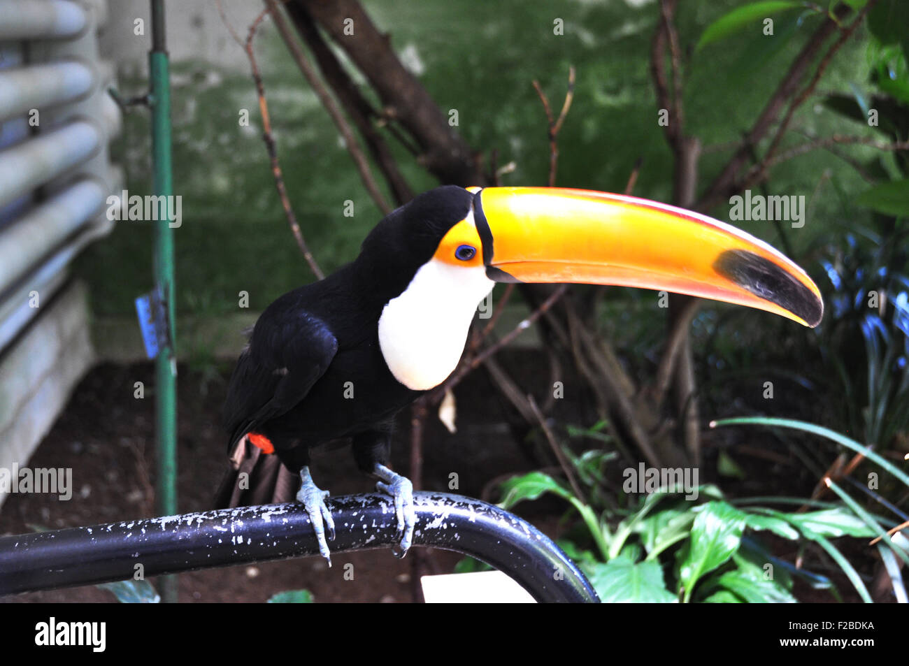 Neck marked hi-res stock photography and images - Alamy