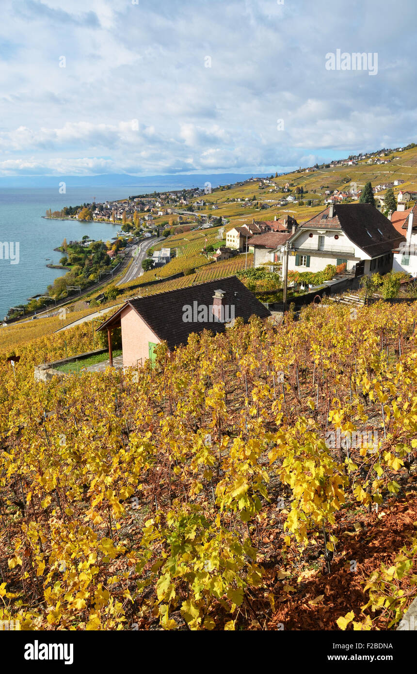 Vineyards in Lavaux region, Switzerland Stock Photo - Alamy
