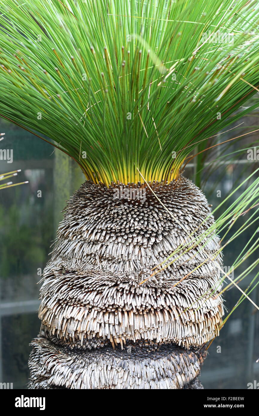 Close up of Grass tree trunk, Xanthorrhoea preissi Stock Photo - Alamy