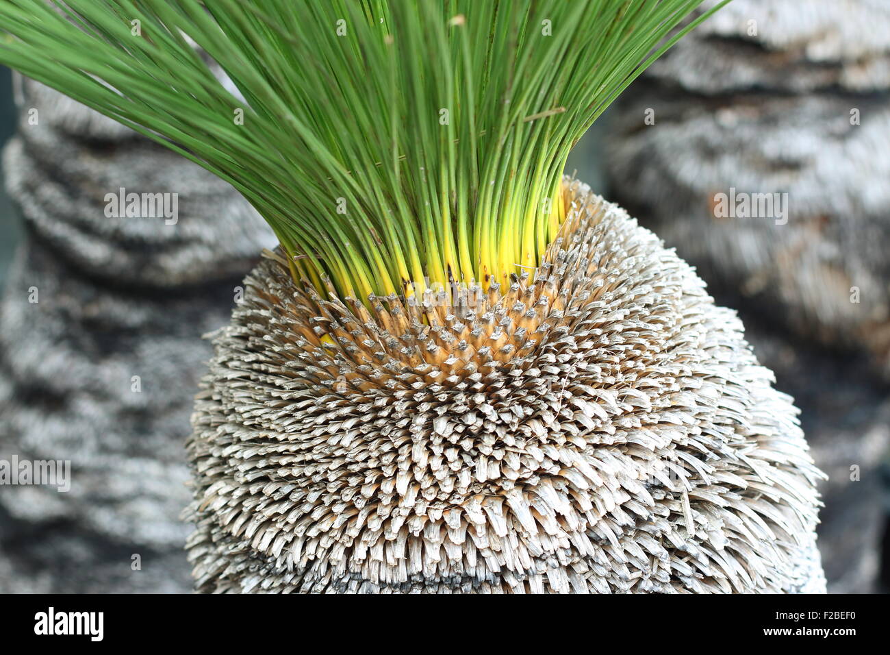 Close up of Grass tree trunk, Xanthorrhoea preissi Stock Photo - Alamy