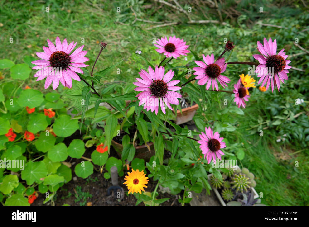 Rudbeckia purpurea hi-res stock photography and images - Alamy