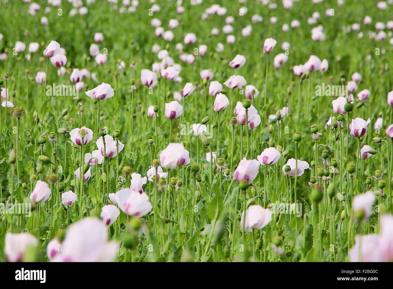 Blooming poppy field Stock Photo - Alamy