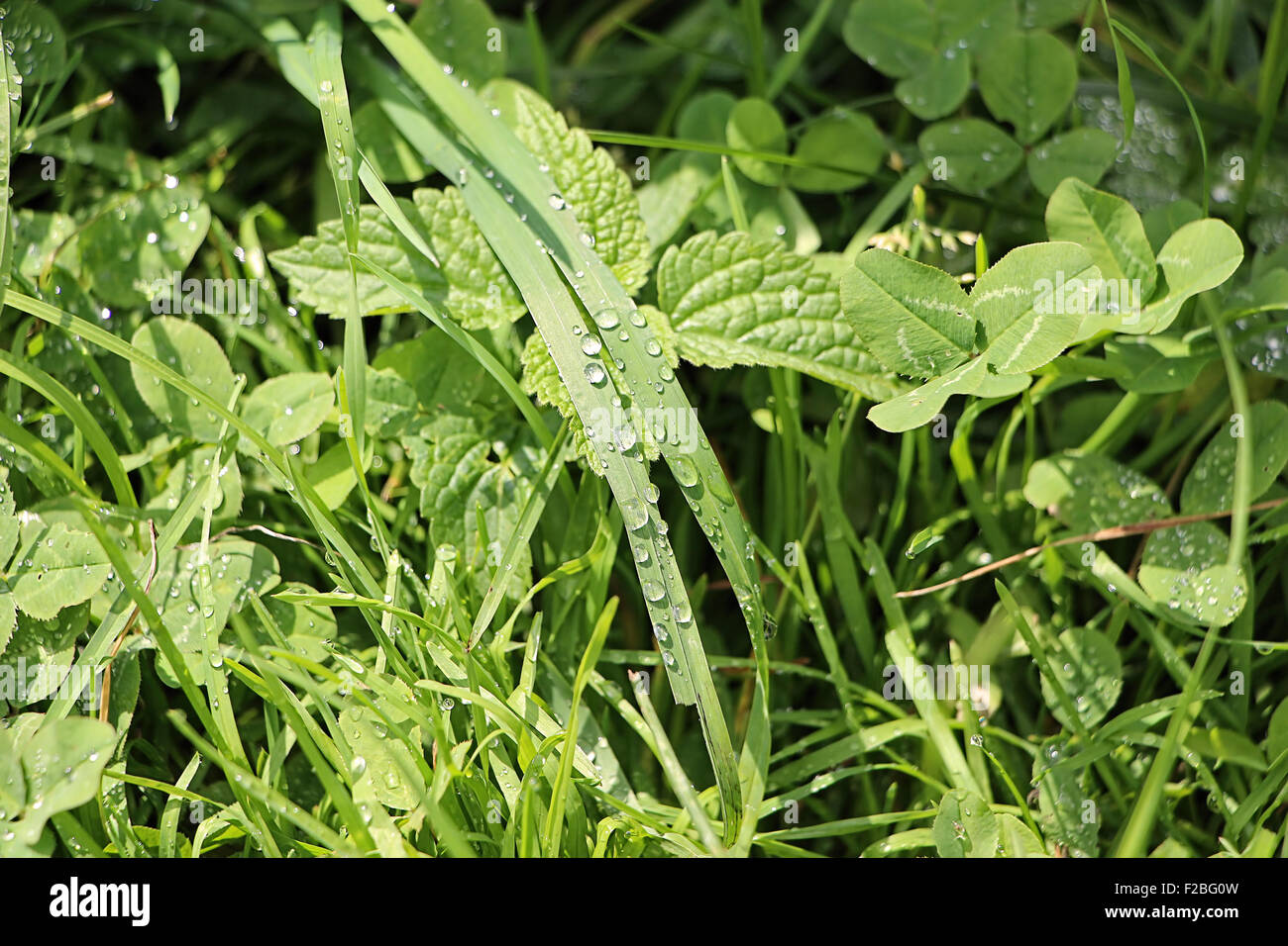Water drop leaf hi-res stock photography and images - Alamy