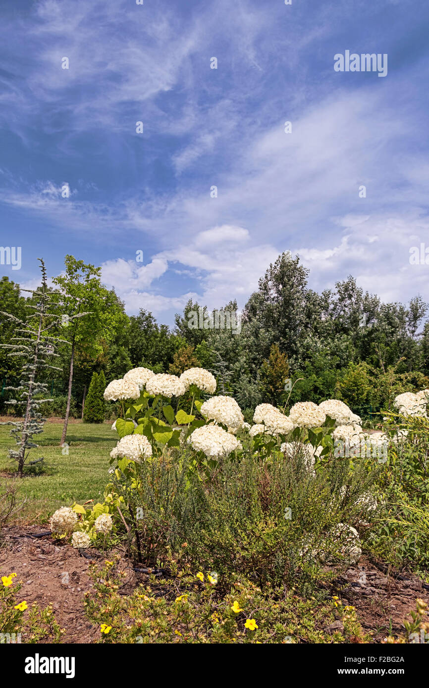 White flowers in park hi-res stock photography and images - Alamy