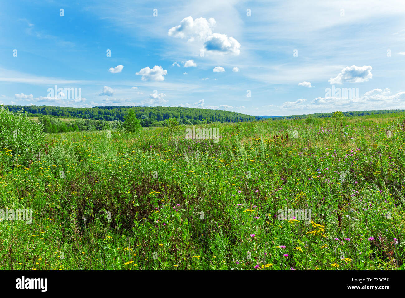 Bright Summer Landscape with Green Field Stock Photo - Alamy