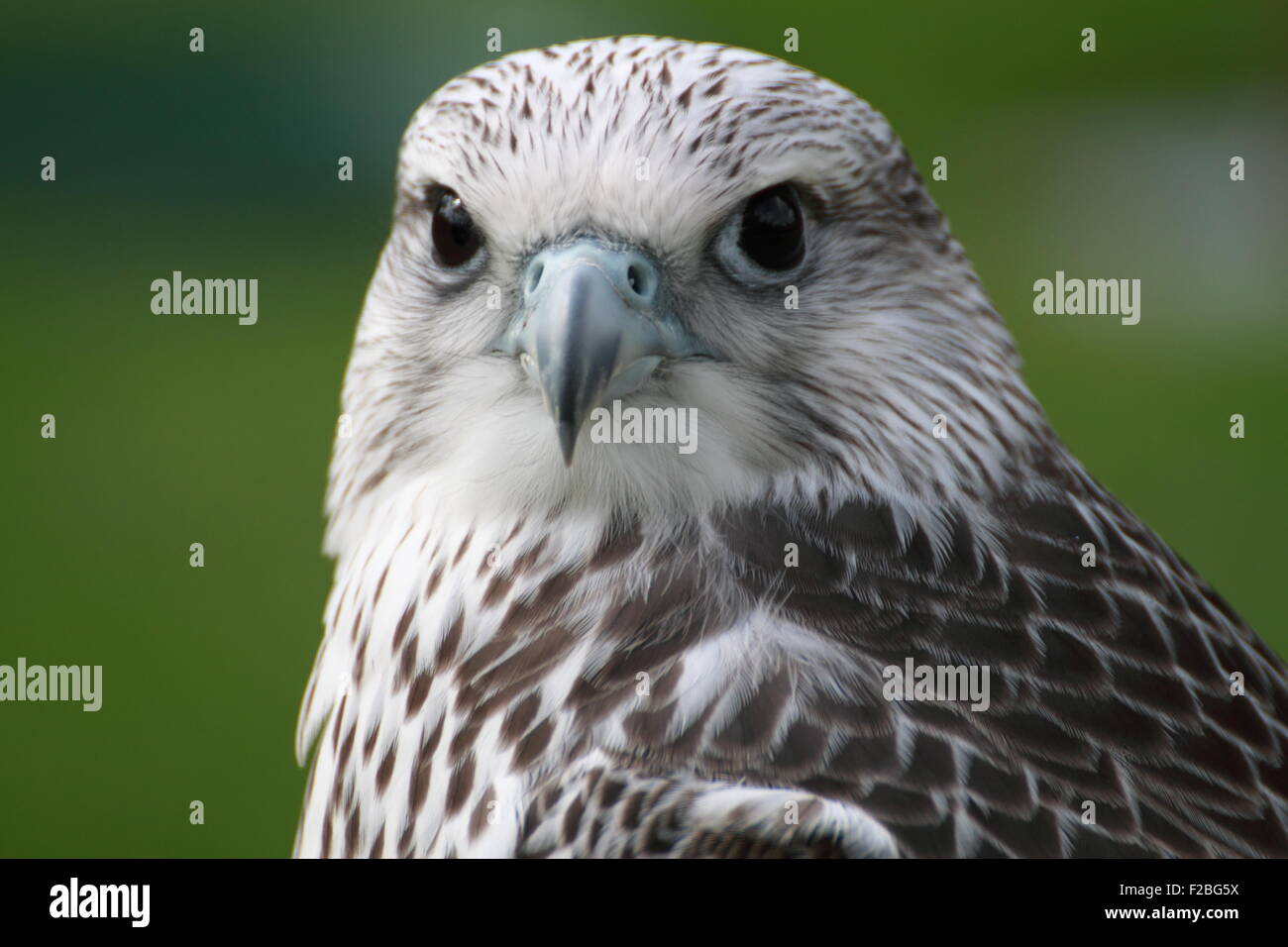Gyr falcon hi-res stock photography and images - Alamy