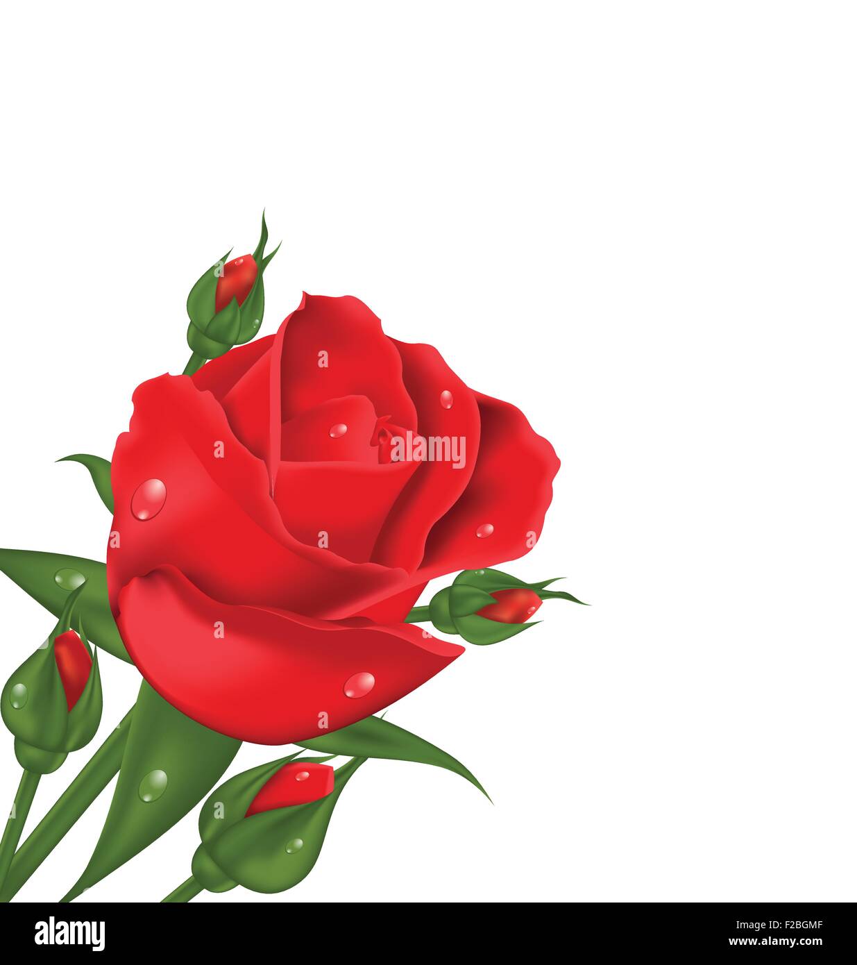 Red rose isolated on white background Stock Vector Image & Art - Alamy
