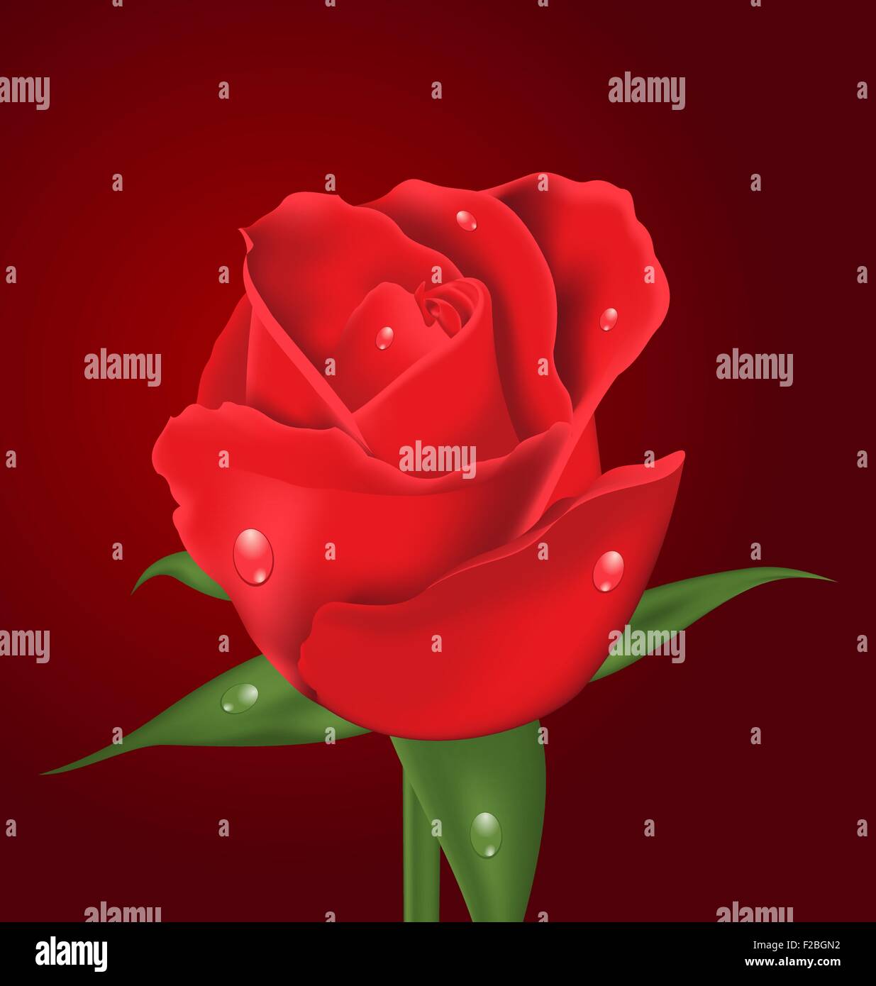 Realistic rose hi-res stock photography and images - Alamy