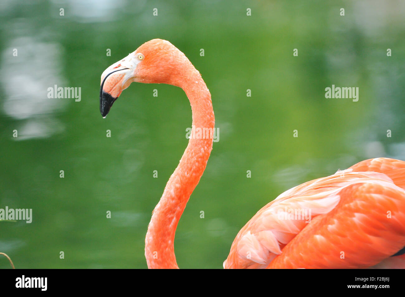 Pink flamingo water hi-res stock photography and images - Alamy