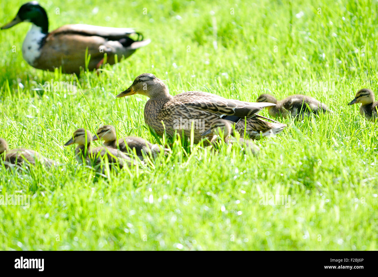 Feathered family hi-res stock photography and images - Alamy