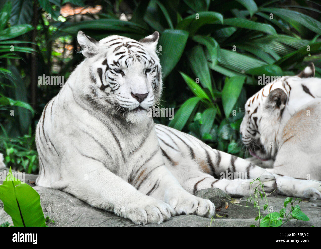 White tiger in singapore zoo hi-res stock photography and images - Alamy