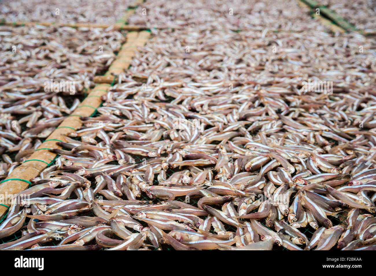 Planty of little anchovy fish drying on open air Stock Photo - Alamy