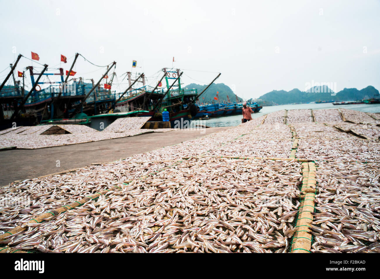 Planty of little anchovy fish drying on open air Stock Photo - Alamy