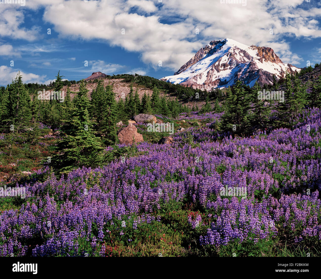 A carpet of purple lupine blooms along Vista Ridge as Oregon's tallest ...