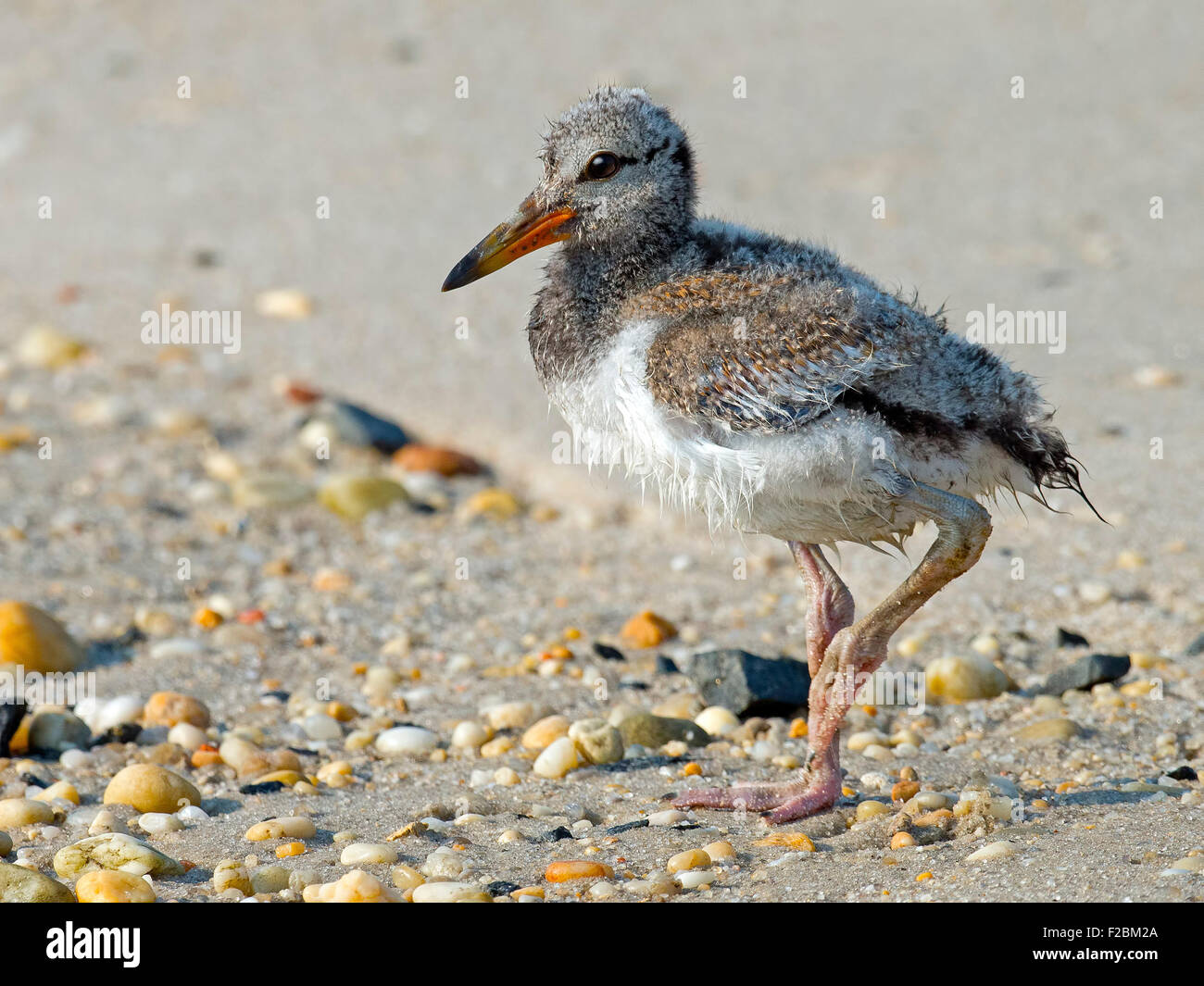 American Oystercatcher Chick on Beach Stock Photo - Alamy