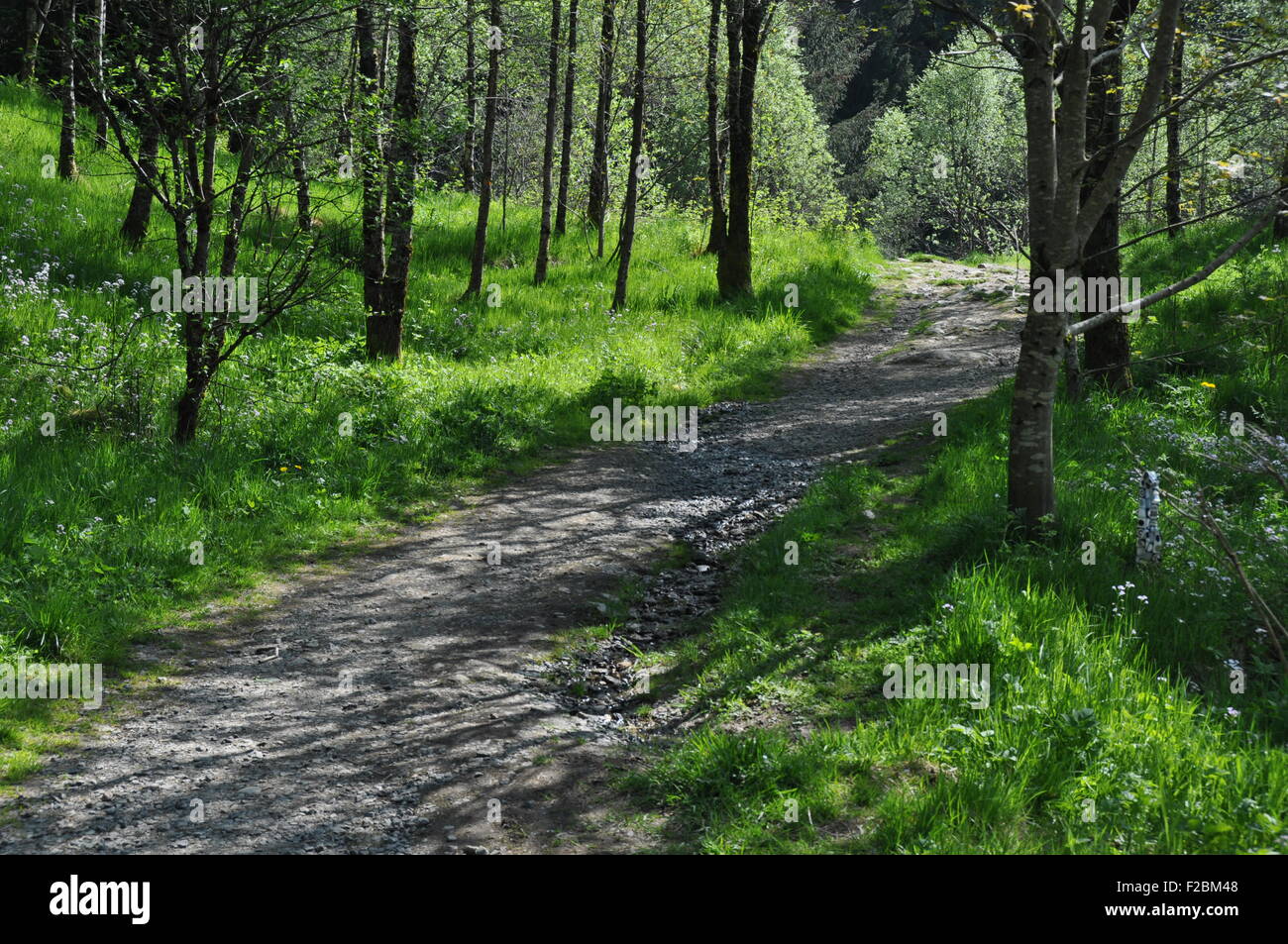 A small path through the woods Stock Photo - Alamy