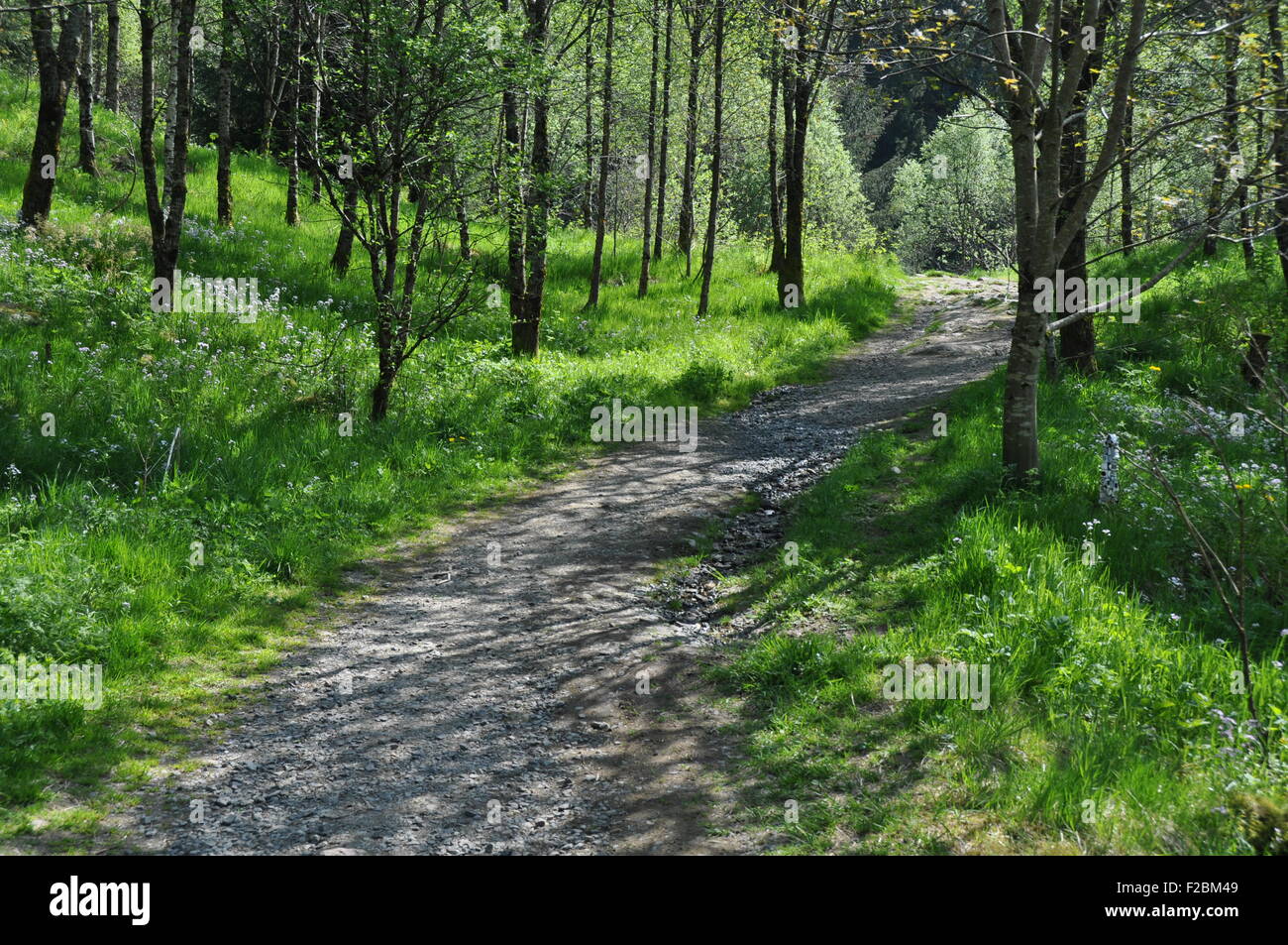 A small road through the woods Stock Photo - Alamy