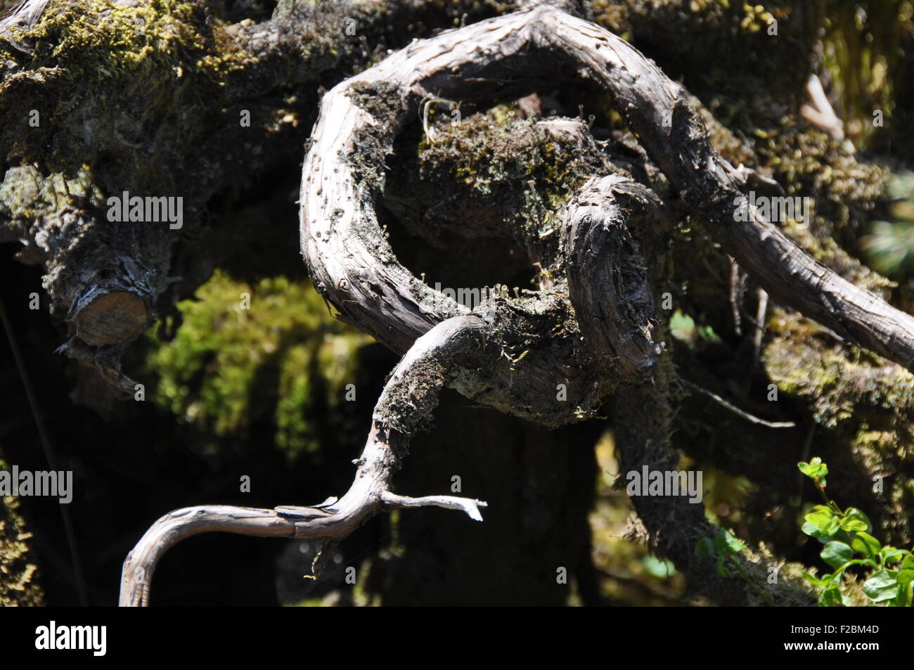 Weirdly shape hi-res stock photography and images - Alamy