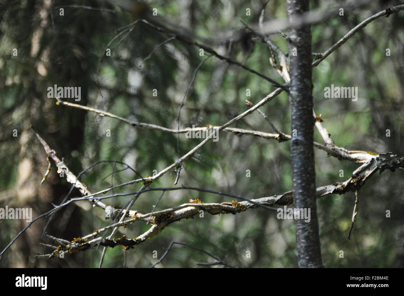 Branches in a deep forest Stock Photo - Alamy