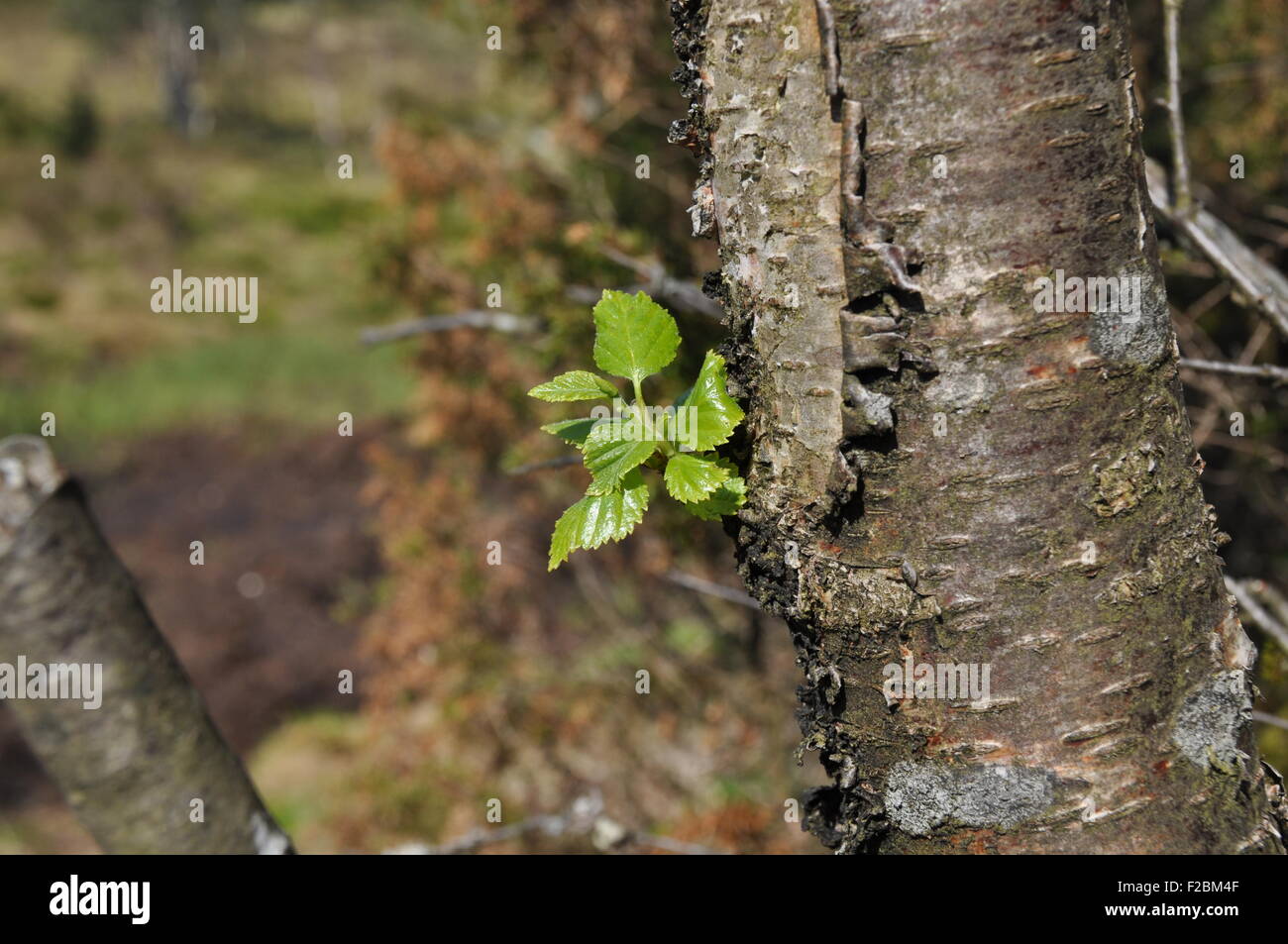 Birch sapling hi-res stock photography and images - Alamy