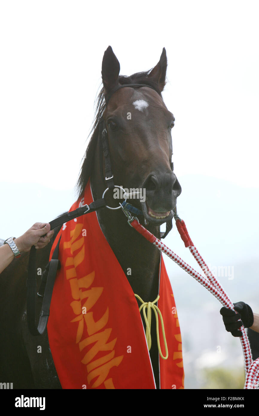 Minoru horse hi-res stock photography and images - Alamy