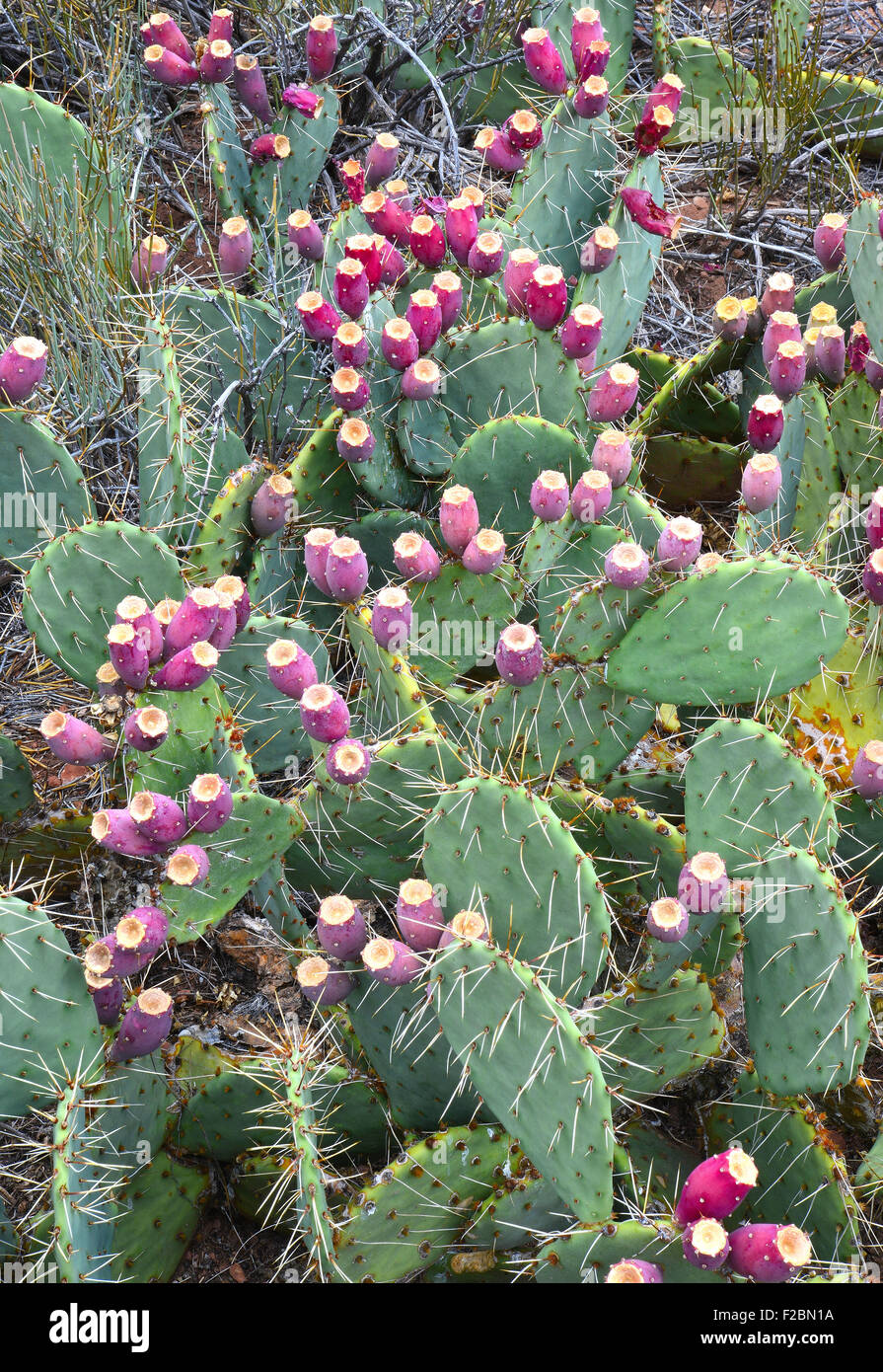 Cacti and cacti fruit near Zion National Park entrance near Springdale ...