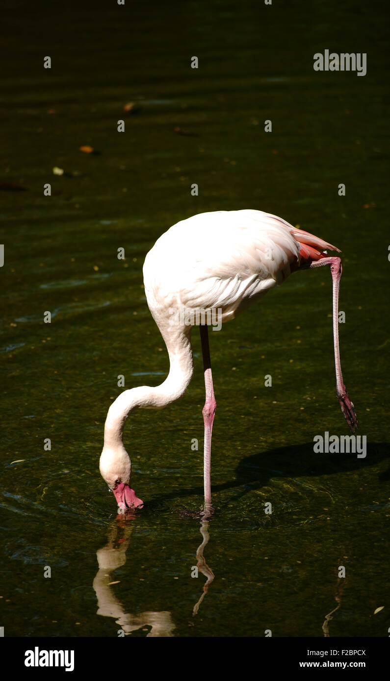 Flamingo feet hi-res stock photography and images - Alamy