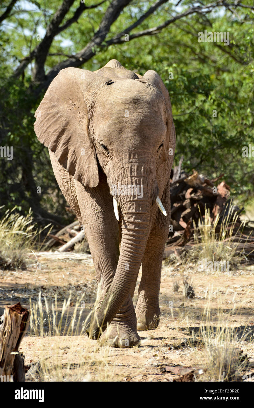 African bush elephants (Loxodonta africana) that have made their homes ...