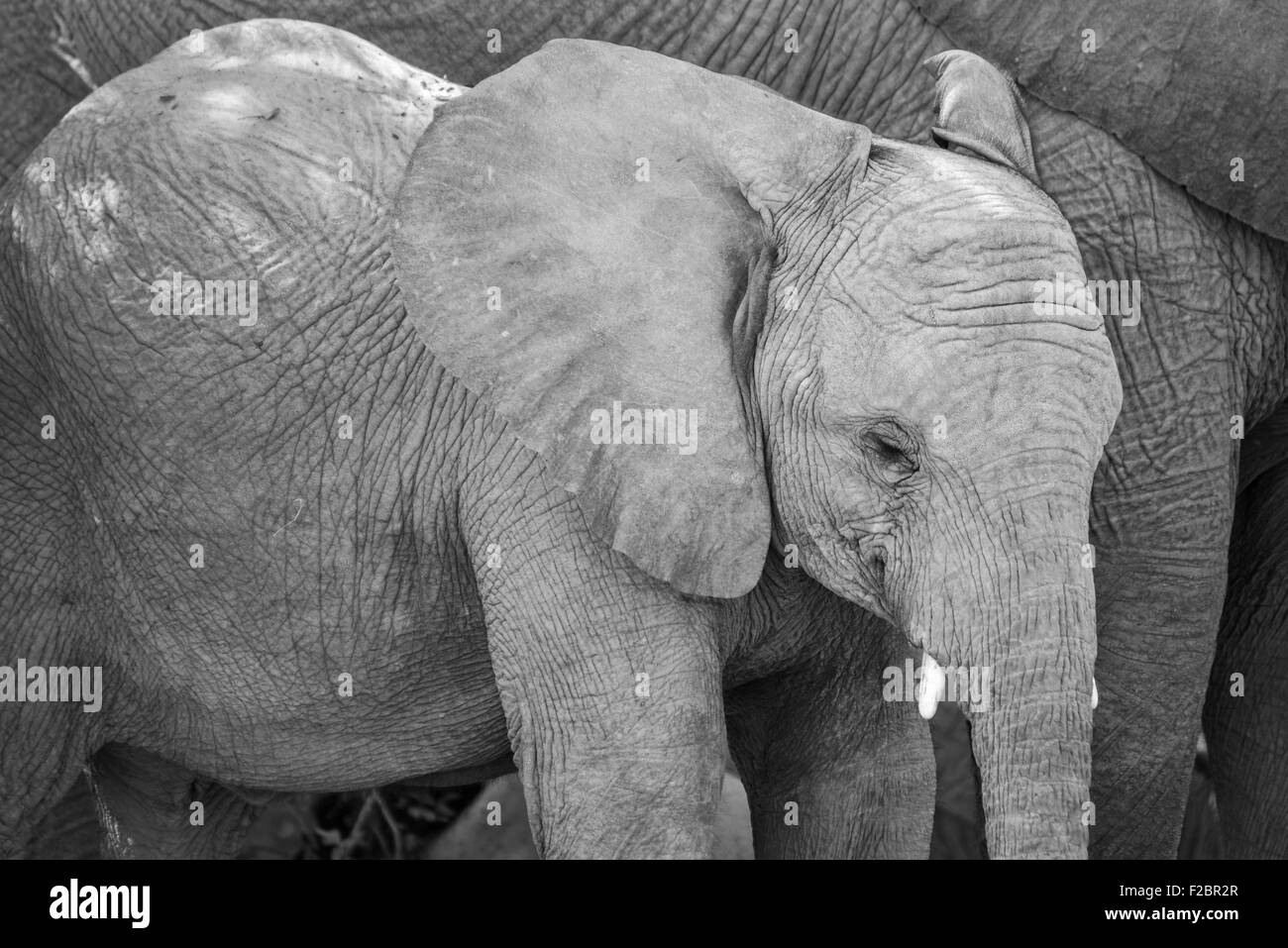 African bush elephant (Loxodonta africana) that have made their homes ...