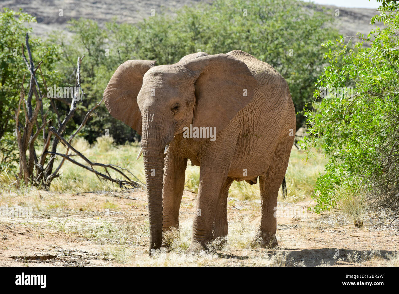 African bush elephant (Loxodonta africana) that have made their homes ...
