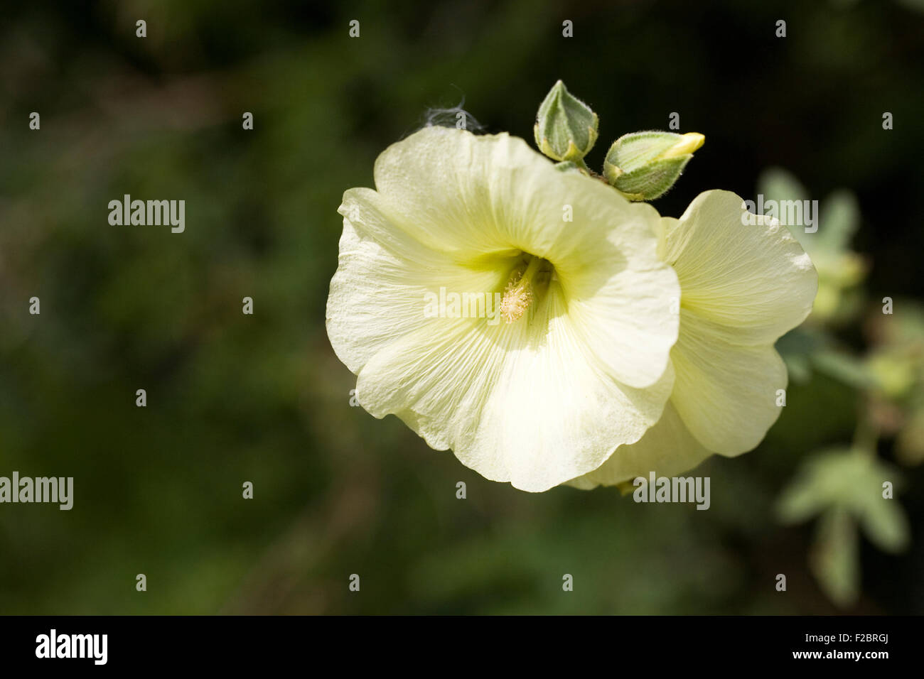 Alcea 'Lime Close'. Pale yellow hollyhock in the garden Stock Photo - Alamy