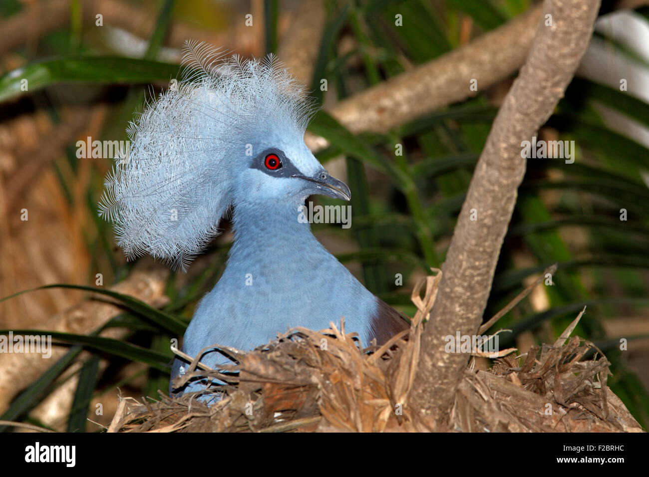 Western Crowned Pigeon, also known as the common crowned pigeon or blue ...
