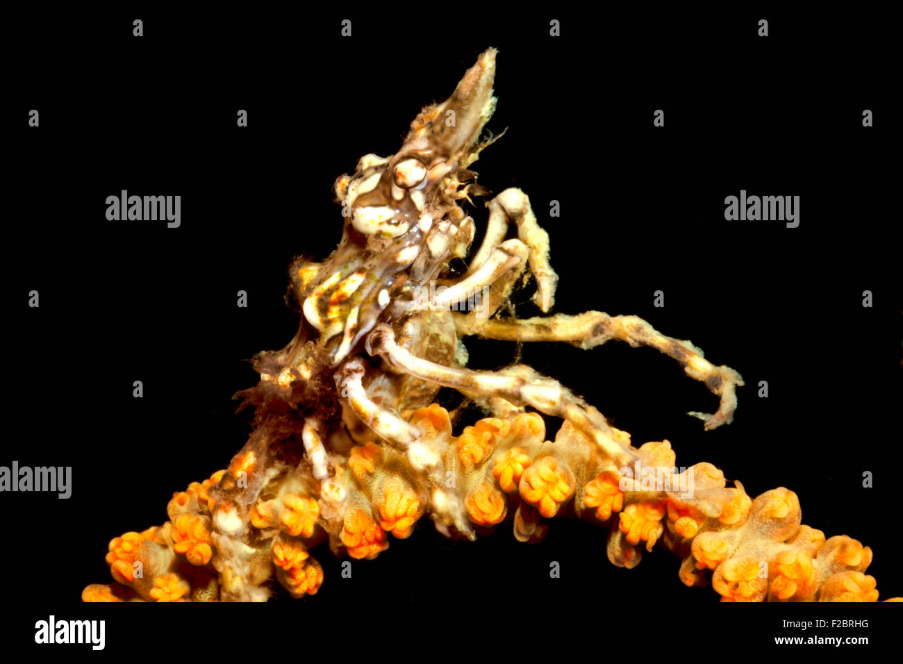 Wire Coral Crab, also known as Xeno Crab, or Wire Spider Crab ...