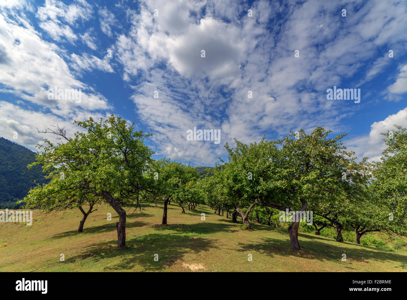 apple garden on blue sky background Stock Photo - Alamy