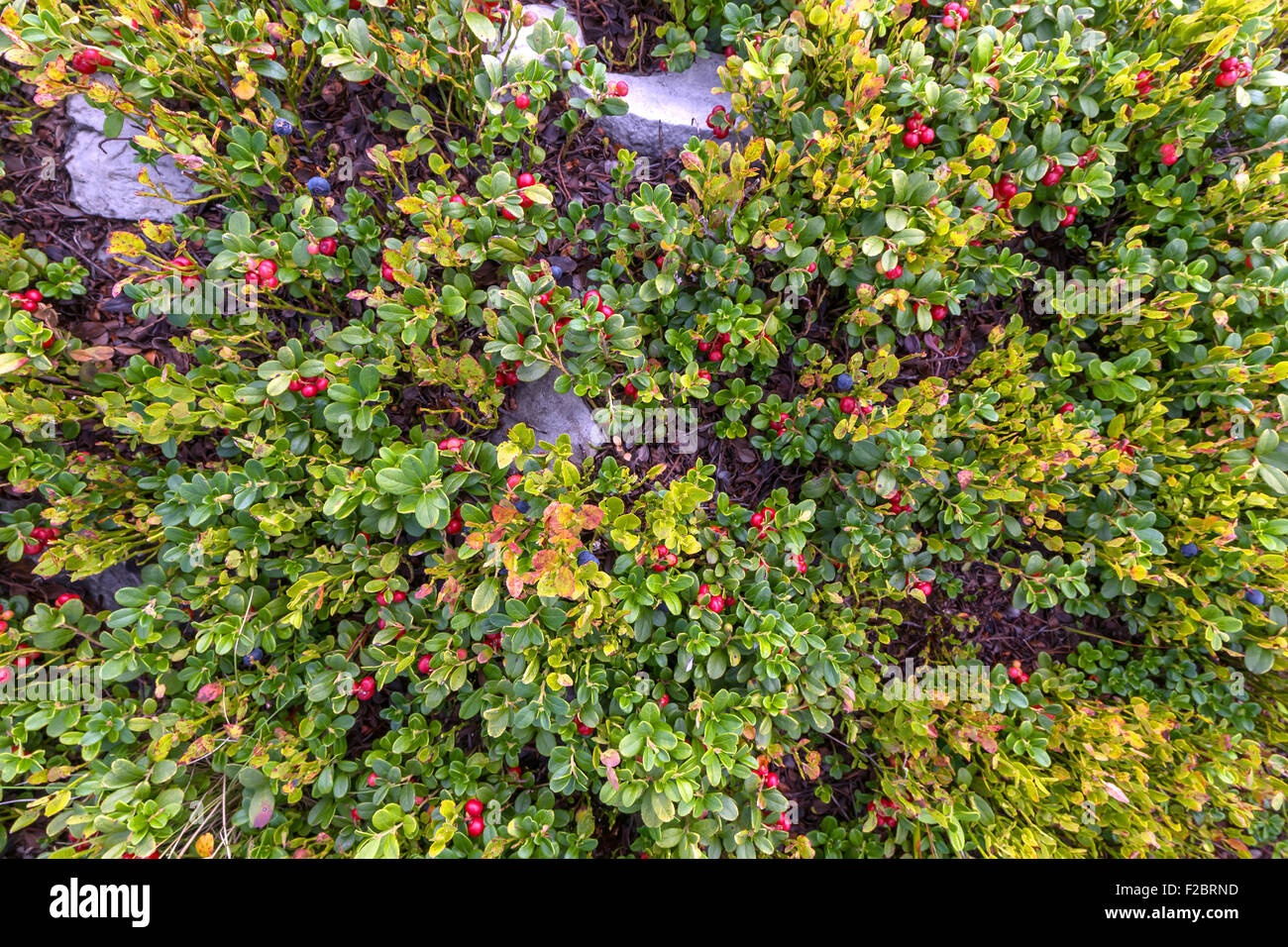Mountain berry hi-res stock photography and images - Alamy