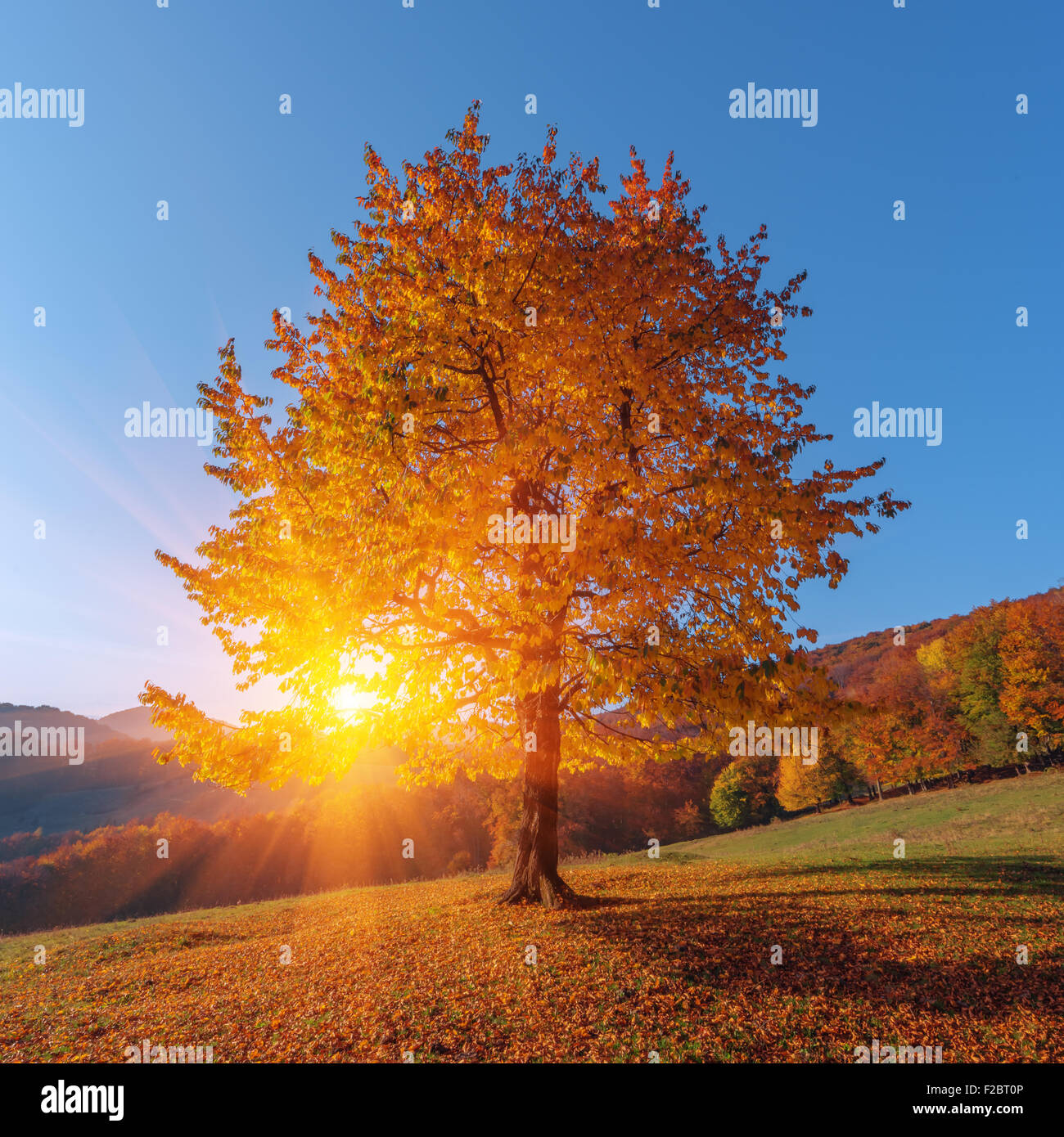 Majestic beech tree with sunny beams at mountain valley. Dramatic ...