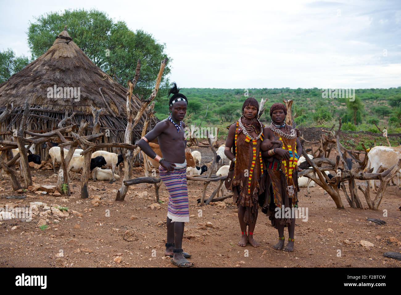 Suri ethiopia cattle hi-res stock photography and images - Alamy