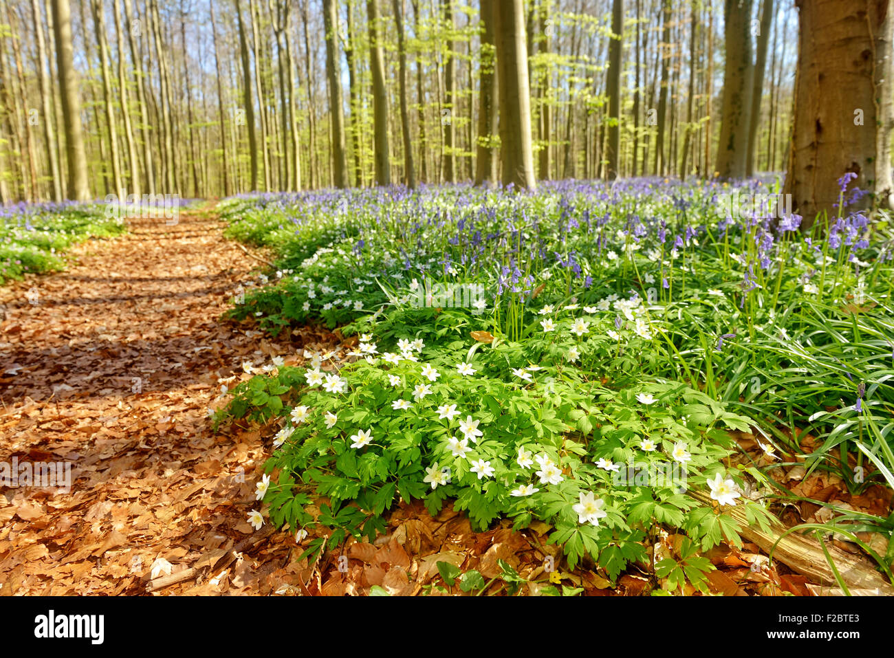 Wild hyacinths in so named blue forest Hallerbos in Belgium Stock Photo ...