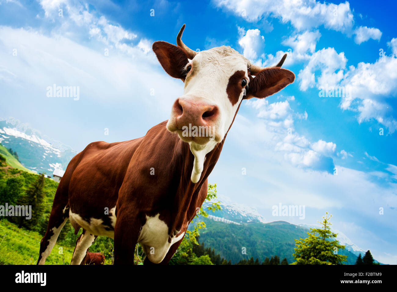 Cow, farm animal in the french alps, Abondance race cow, savy, beaufort ...
