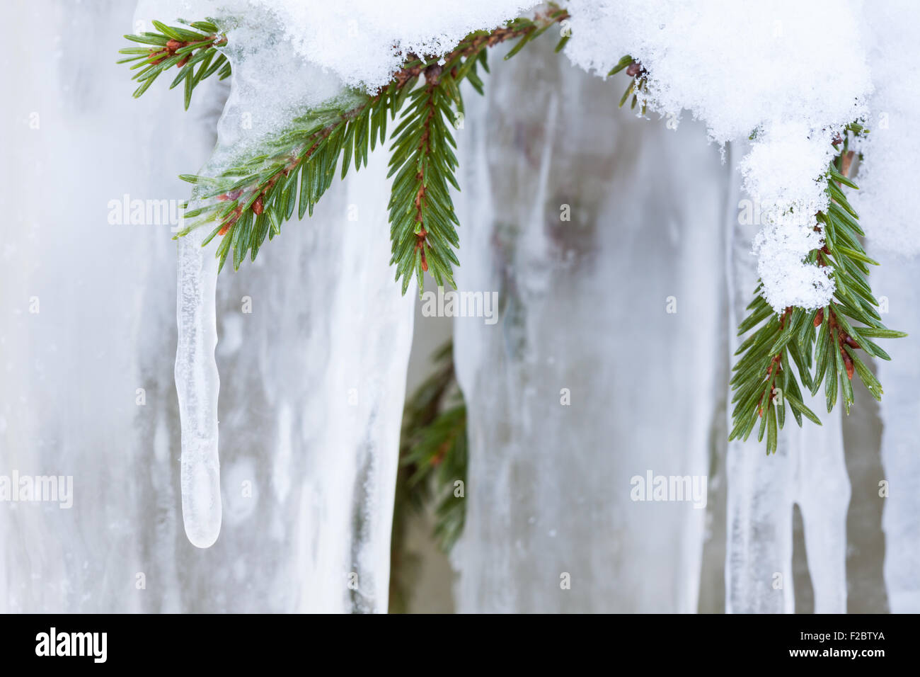 Frozen snowy spruce forest from hi-res stock photography and images - Alamy