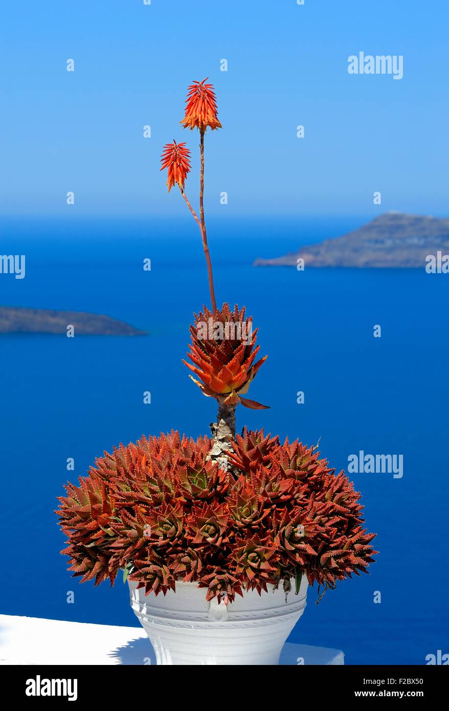 Aloe vera plants overlooking the caldera Oia,Santorini,Greece Stock ...