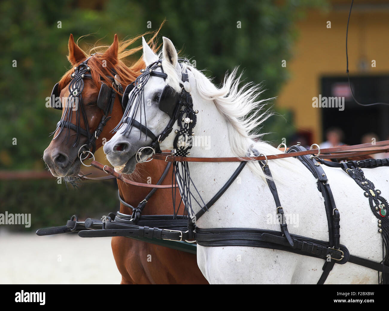 Horse team with harnesses hi-res stock photography and images - Alamy