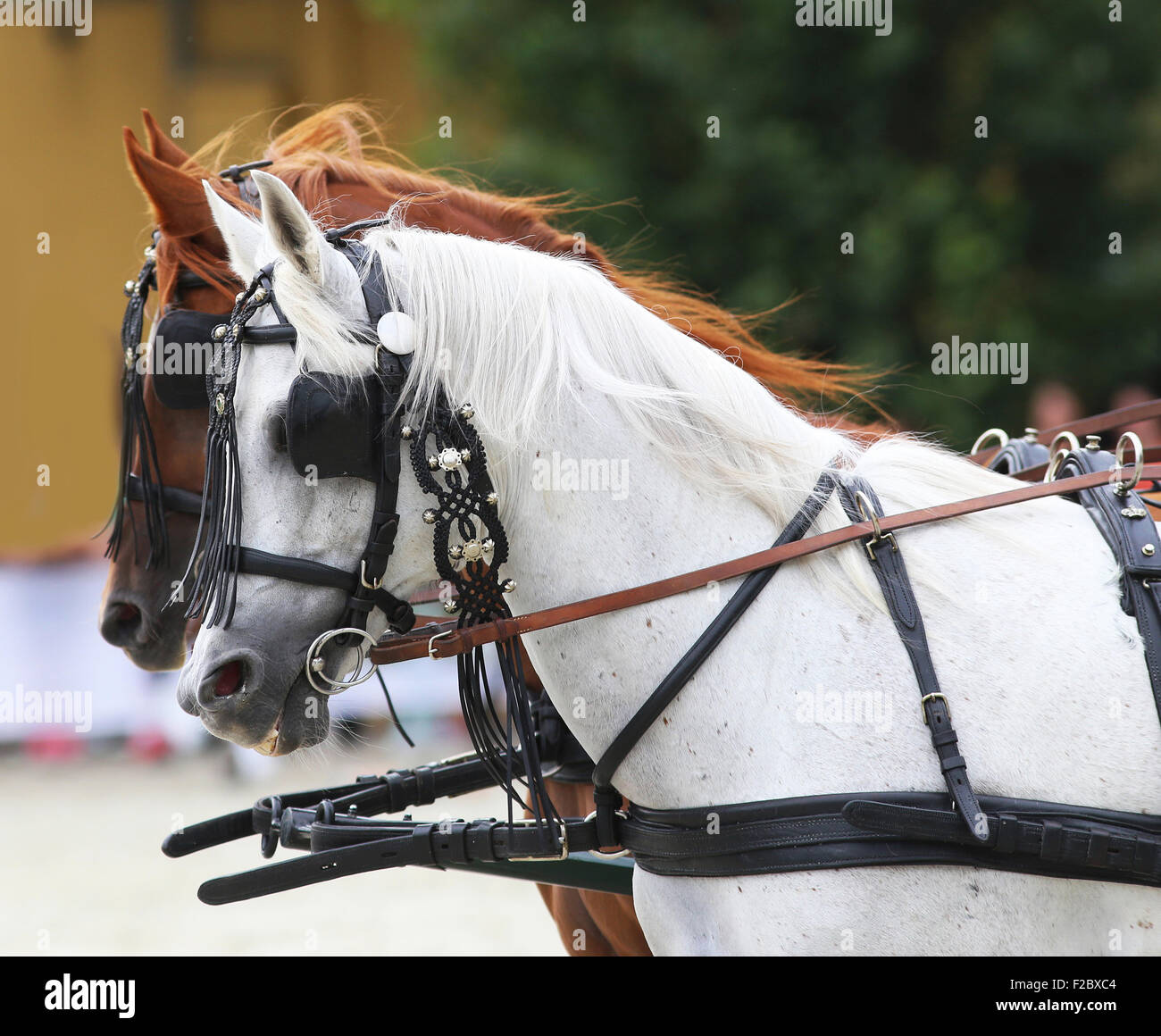 Towing bridle hi-res stock photography and images - Alamy
