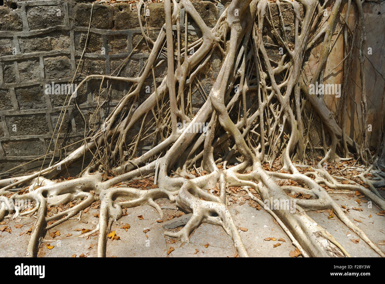 tree root penetrating the ruined building at ross island andaman island ...