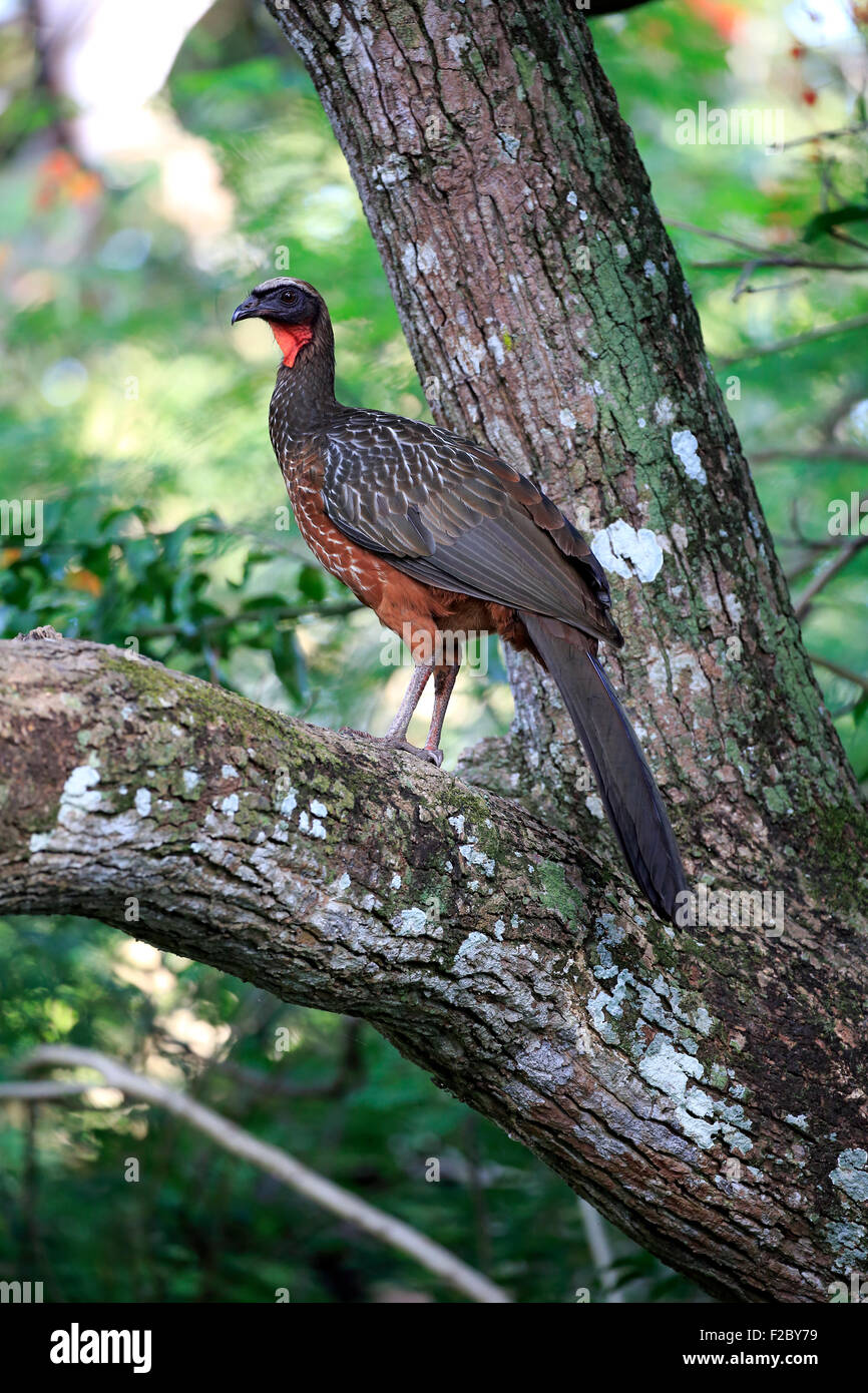 Chaco Chachalaca (Ortalis canicollis pantanalensis), adult on a tree ...