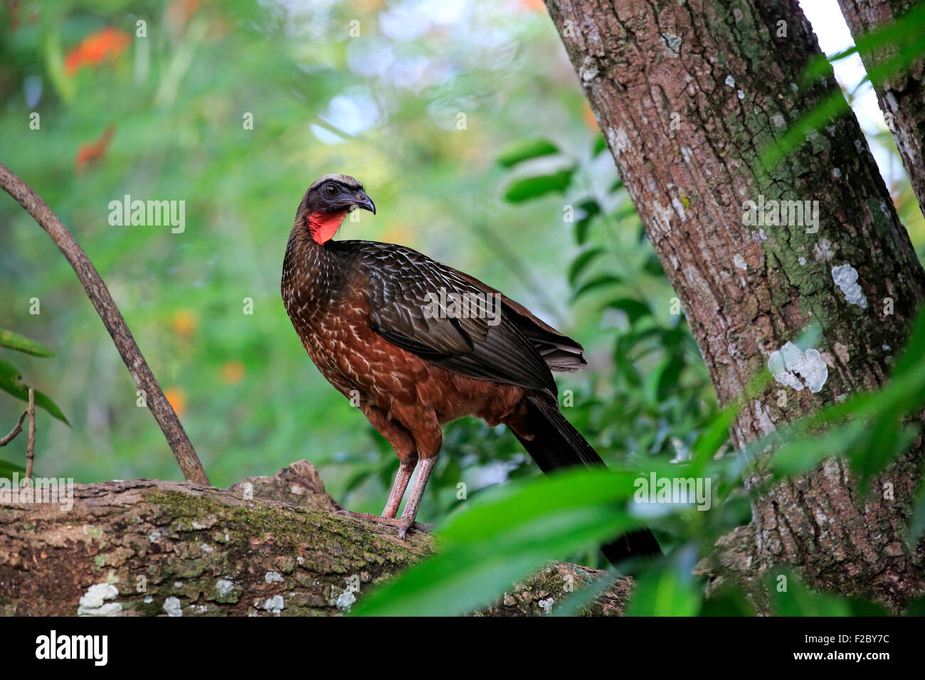 Chaco Chachalaca (Ortalis canicollis pantanalensis), adult on a tree ...
