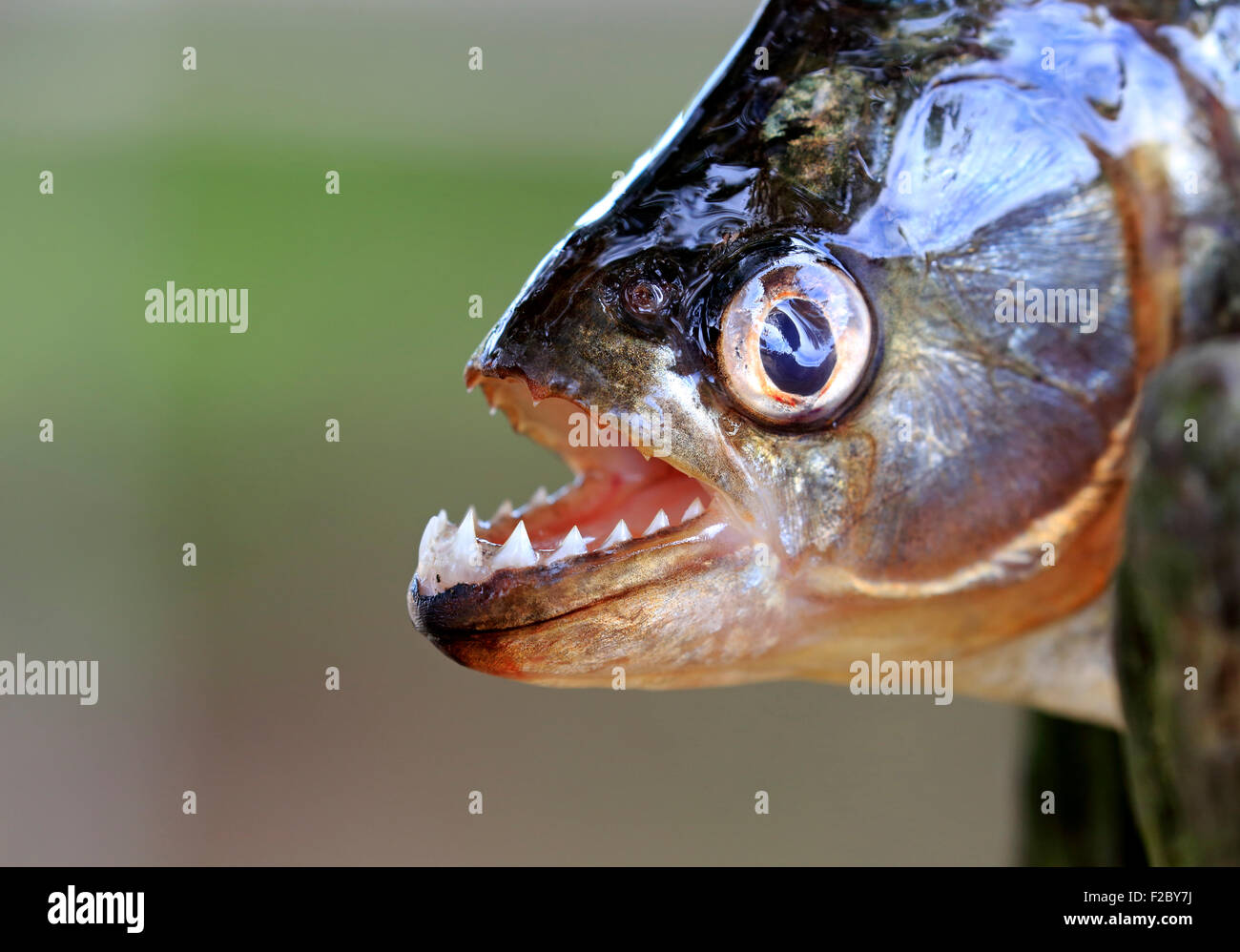 Piranha (Pygocentrus nattereri), adult, portrait, showing teeth ...