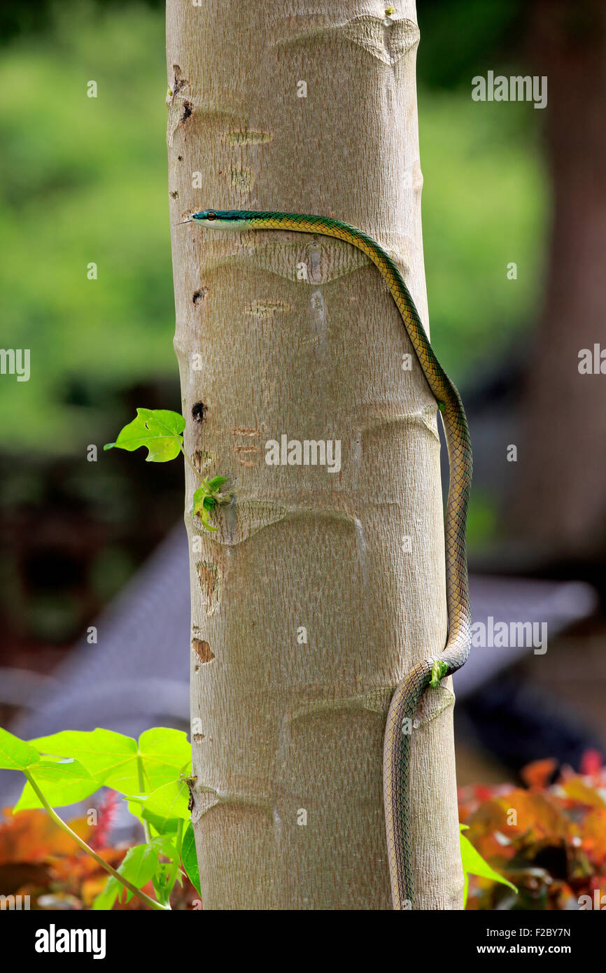 Parrot snake leptophis ahaetulla hi-res stock photography and images ...