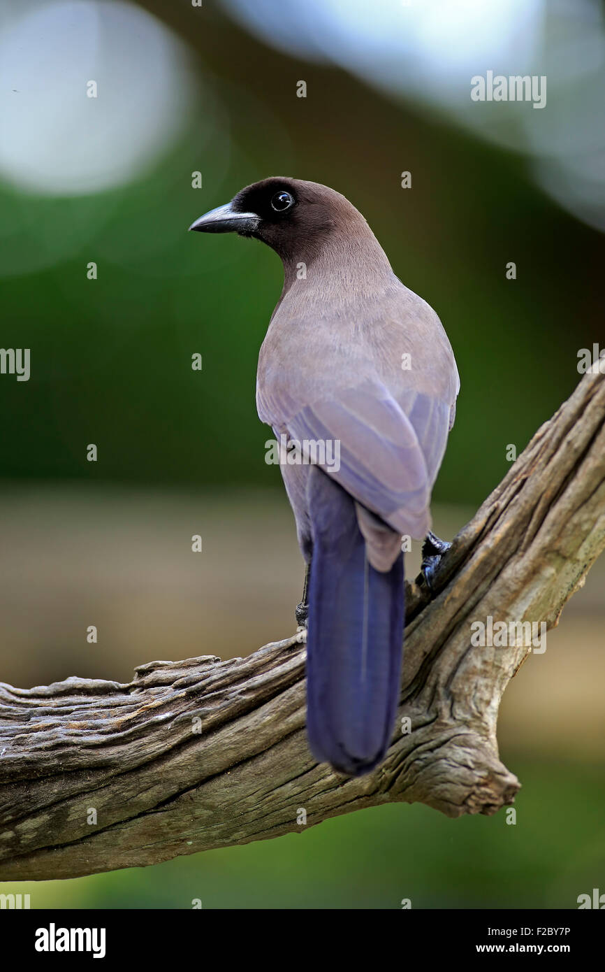Purplish jay cyanocorax cyanomelas adult hi-res stock photography and ...